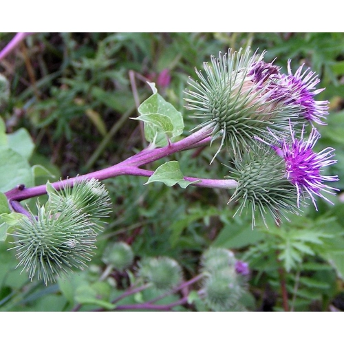 BARDANA RAIZ 100G DESALUD